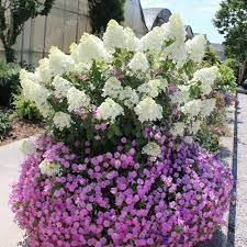 Champagne Hydrangea Bonsai Rare ice Cream Hydrangea Flowers 20 PCS Seeds