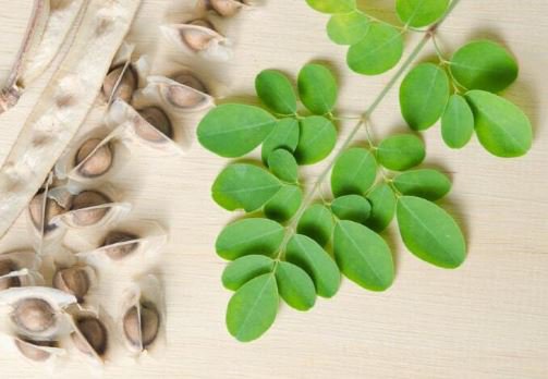 Chinese Moringa 10 PCS Seeds