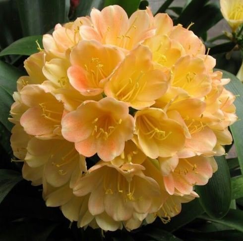 Clivia Miniata Bonsai Gorgeous Rare Bush Kefir Lily Flower Decorative ...
