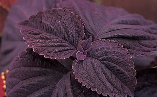 Coleus Giant Exhibition Palisandra 50 PCS Seeds