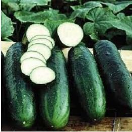 Cucumber Dark Green Crisp Barbed Vegetable 20 PCS Seeds