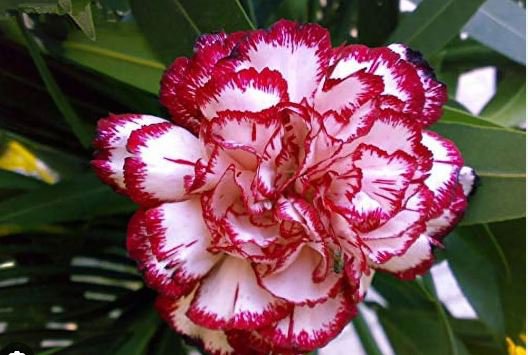 Dianthus Caryophyllus Heirloom Carnation Flower 200 PCS Seeds