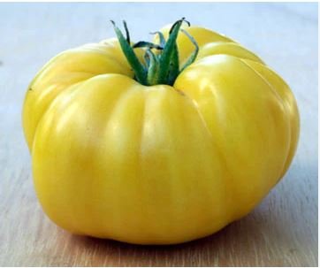 Dixie Golden Giant Tomato Seeds Yellow Big Tomato Fruits 100 PCS Seeds