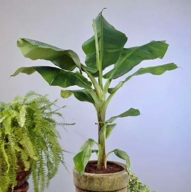 Edible Banana Tree ‘Dwarf Lady Finger’ (Musa acuminata) 100 pcs Seeds