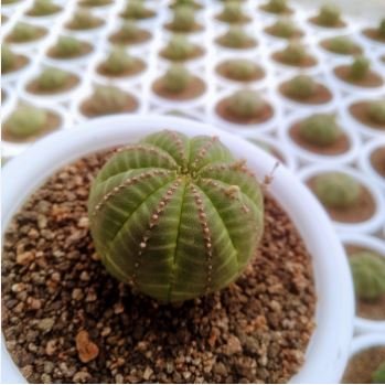 Euphorbia obesa Basketball Sea Urchin Bonsai 100 PCS Seeds
