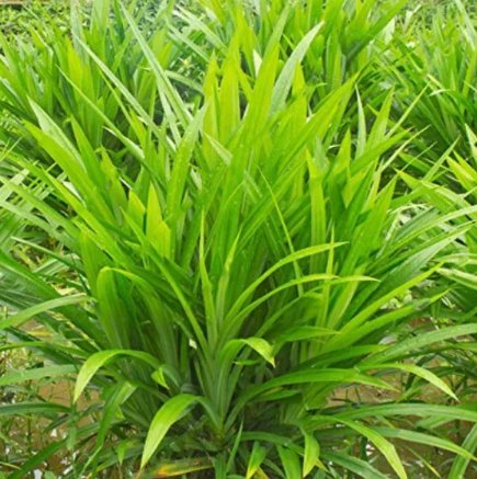 Fragrant Grass Annual Pandan Flower Potted Fragrant Spices DIY Home ...
