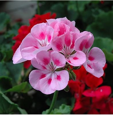 Geranium Japanese Sakura White & Light Pink Big Blooms Flower 10 PCS Seeds