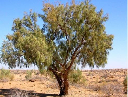 Haloxylon Ammodendron Tree Semente Plant Desert 50 PCS Seeds