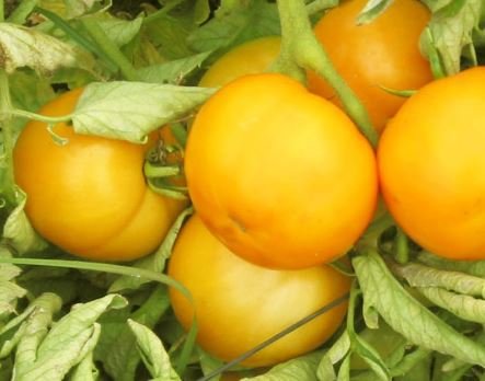 Heirloom Big Yellow Tomato 300 PCS Seeds