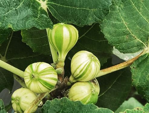 Heirloom Ficus Carica 'Panache' Tiger Stripe Fig Tree 6 PCS Seeds