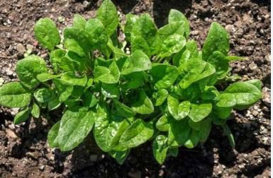 Heirloom Green Malabar Spinach Vegetable 50 PCS Seeds