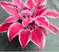 Hosta Seed Perennials Flesh Pink Flowers 200 PCS Seeds