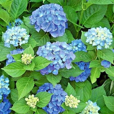 Hydrangea Seeds Dark Blue Ball Type FlowerS 50 PCS Seeds