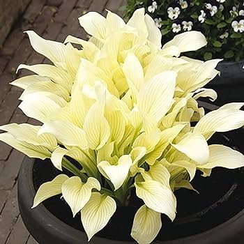 Japanese Hosta Seeds Milky White Ornamental Leaves 200 PCS Seeds