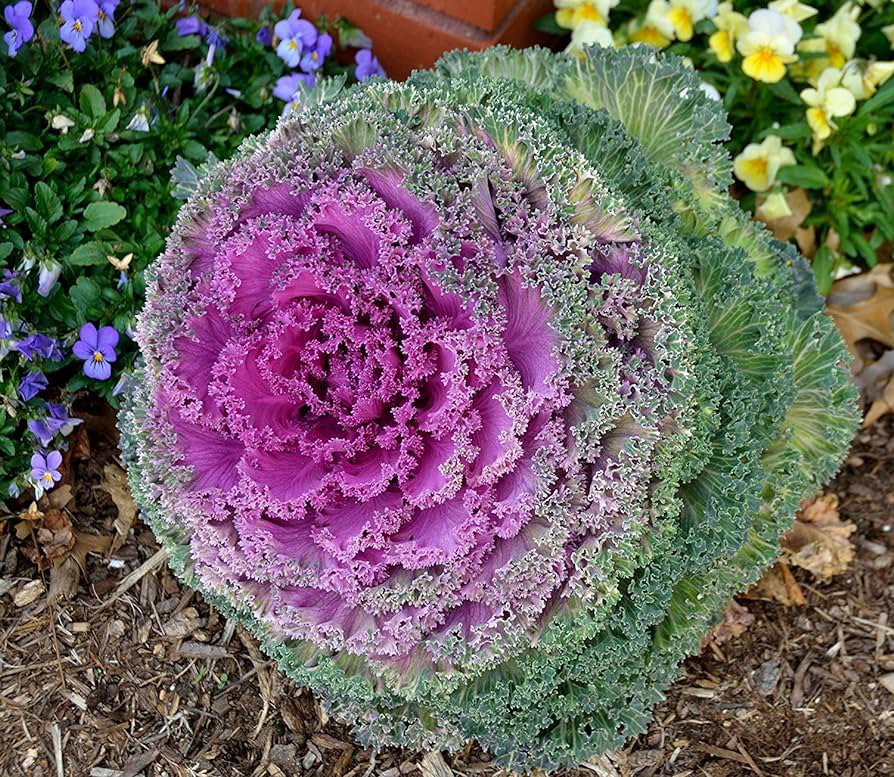 Kale Ornamental Brassica Oleracea Collard Winter Flowers 30 PCS Seeds