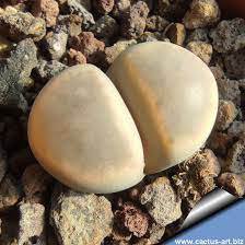 Lithops dinteri subsp. dinteri var. brevisa