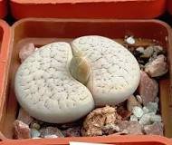Lithops gracilidelineata C243 Succulents Garden Plants 100 PCS Seeds