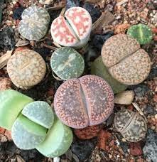 Lithops Mixed 10 Types of Living Stones 10 PCS Seeds