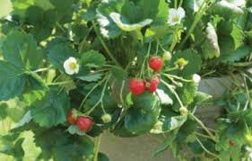 Loran F1 Strawberry 100 PCS Seeds
