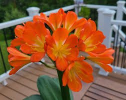 Mixed Clivia Rare Rainbow Clivia Flower Potted Plants 100 PCS Seeds
