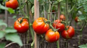 100 Pcs Trailing Tumbling Tomato Brown Color with Green Stripe Organic ...