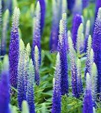 50 Pcs Blue Spiked Speedwell Veronica Spicata
