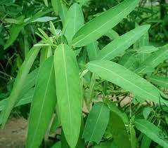 6 Pcs Codariocalyx Motorius Telegraph Plant Seeds