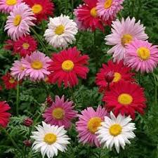 60 Pcs Fresh Mix Pyrethrum Robinsons Colorful Flowers Tanacetum Coccineum