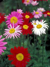 60 Pcs Fresh Mix Pyrethrum Robinsons Colorful Flowers Tanacetum Coccineum