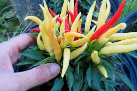 20 Pcs Capsicum F1 Medusa Ornamental Pepper Seeds