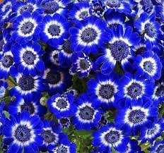 50 Pcs Rare Blue Daisy Seeds