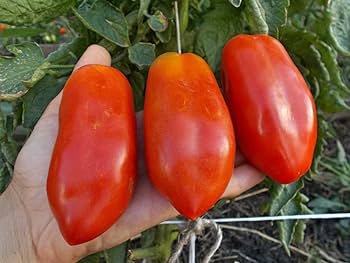 300 Pcs French Liz Red Long Tomato Seeds Organic Non-Gmo Heirloom Tomato