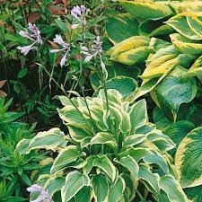 150 Pcs Beautiful Hosta Bonsai, Perennials Lily Flower Shade Hosta ...