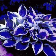 100 Pcs Bonsai Hosta Plants, Perennials Jardin Lily Flower Shade Hosta ...