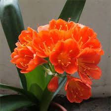 100 Pcs Mixed Clivia Rare Rainbow Clivia Flower Potted Plants Dedicated ...