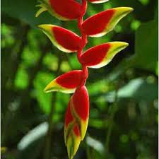 100 Pcs Heliconia Seeds Rare Color Sucuulent Plant