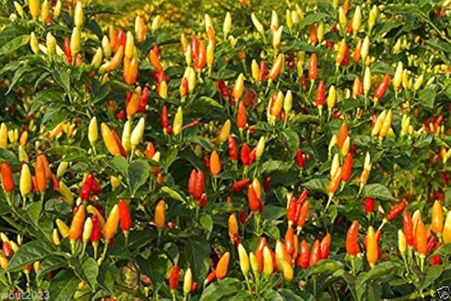 30 PCS Organically Grown Angkor Sunrise Hot Pepper Seeds