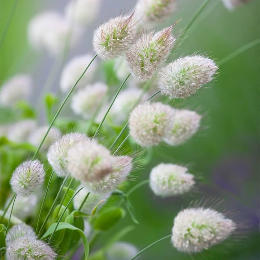 30 PCS Bunny Tails Lagurus Ovatus, Adorable Ornamental Grass Seeds