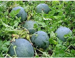 20 pcs Sweet giant Black skin watermelon seeds