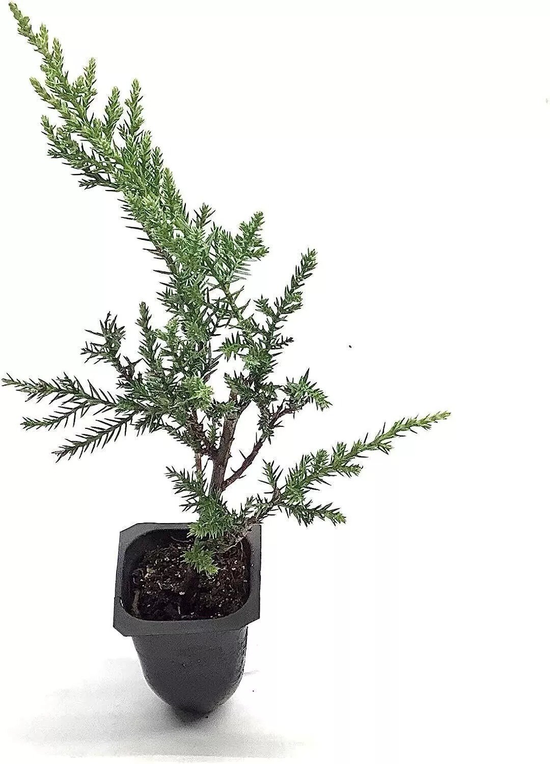3 Live Plants Kallay Juniper Juniperus Chinensis