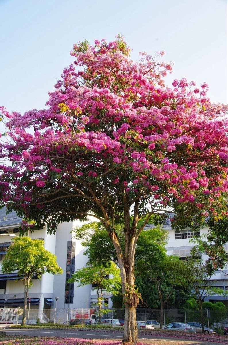 PINK Trumpet Tabebuia rosea MACULIS Live FLOWER Tree 12inch-24inch