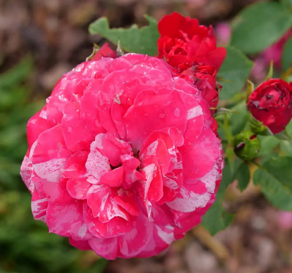 OSO EASY RED STRIPE Landscape rose 4" Pot