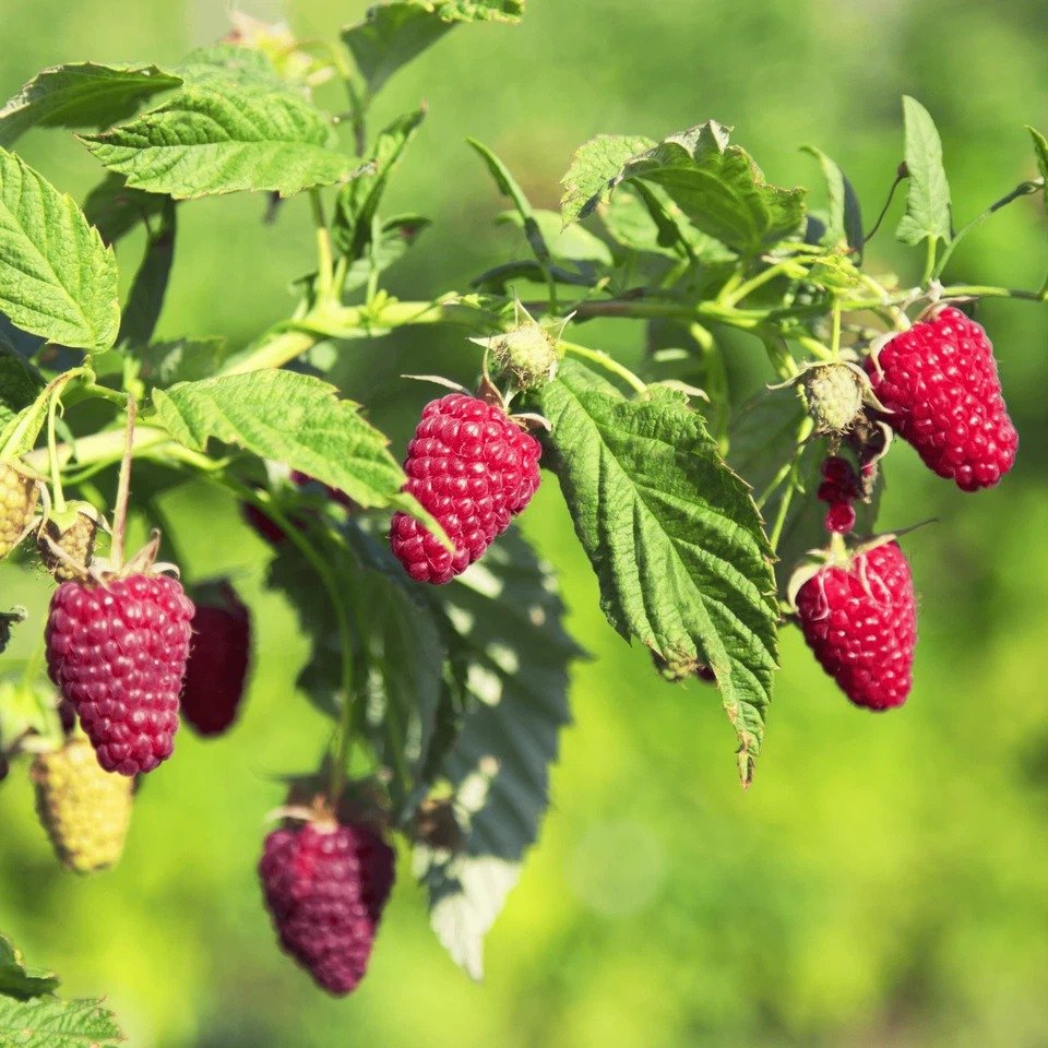 Prelude Raspberry Canes Bare Root Canes