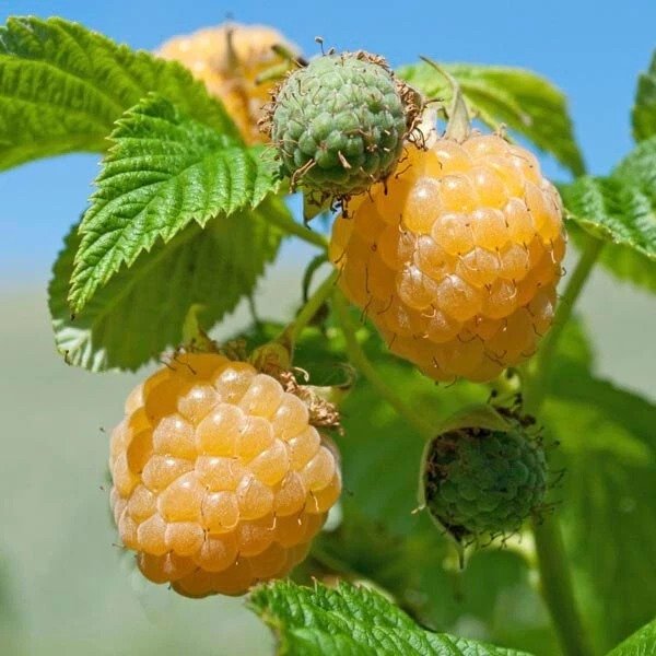 1 Fall Gold Raspberry rooted plant Gold colored raspberry