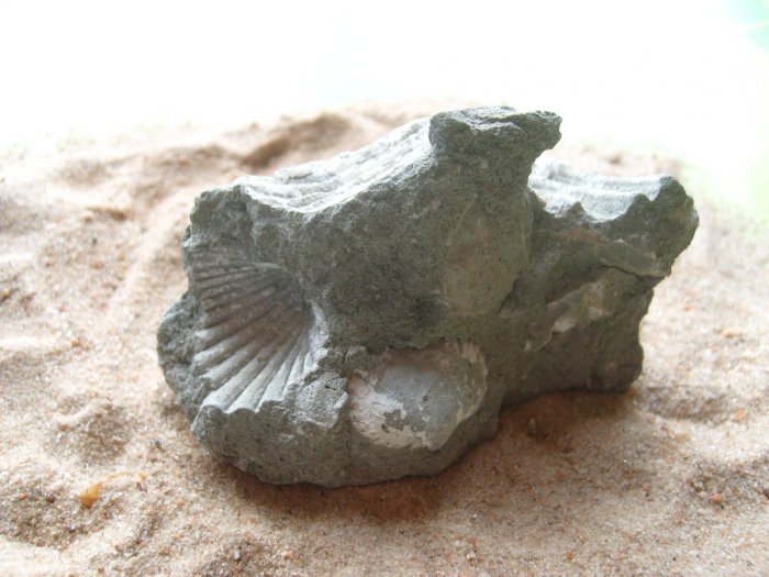 Shell Cast Statue Cretaceous Fossil from Alabama