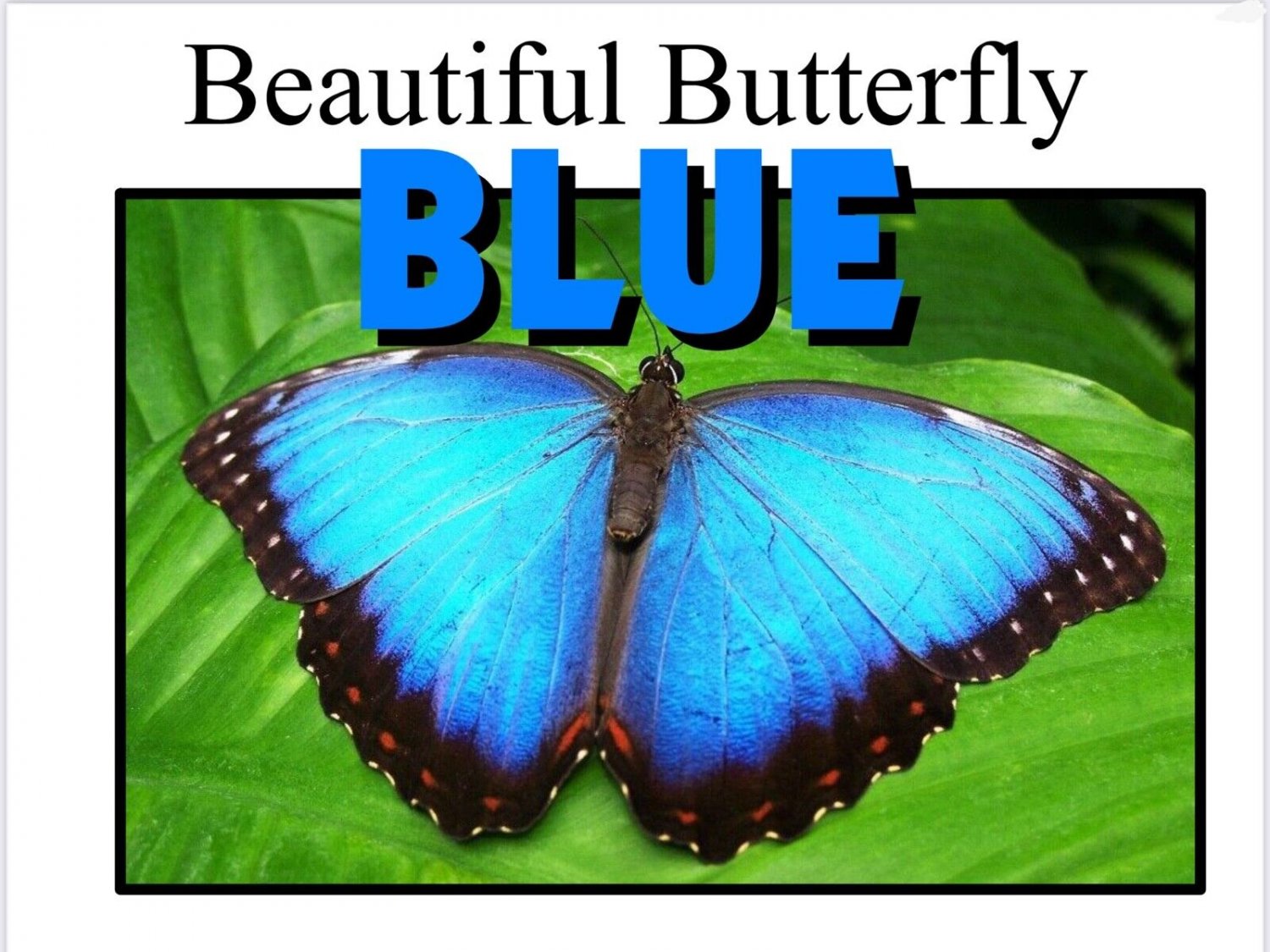 BLUE | Beautiful Butterfly Blue | LEARNING COLORS | Spiral Bound ...
