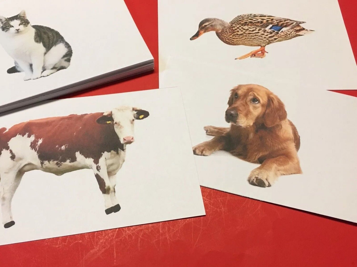 Farm Animals- Picture Cards for Language Development - Kit Two - 8.5 X 5.5