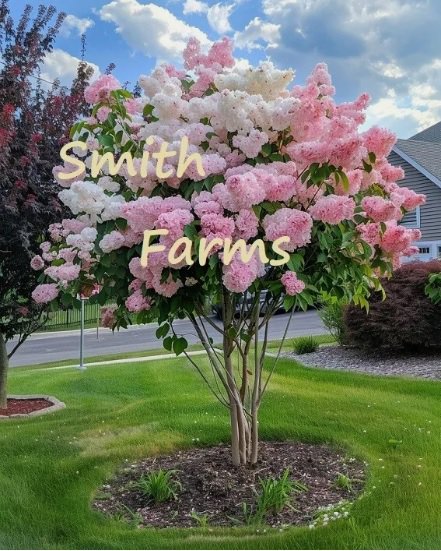 25 Seeds Pink White Hydrangea Tree Flowers Hydrangea paniculata