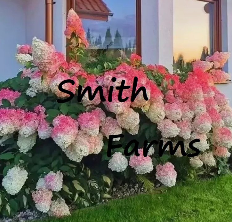 25 Seeds Pink & White Hydrangea Flower Perennial Flowering