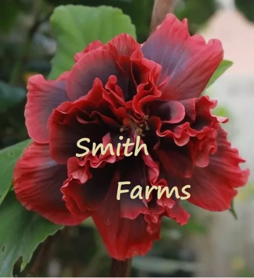 50 Seeds Double Red Hibiscus Hardy Flower Garden Perennial